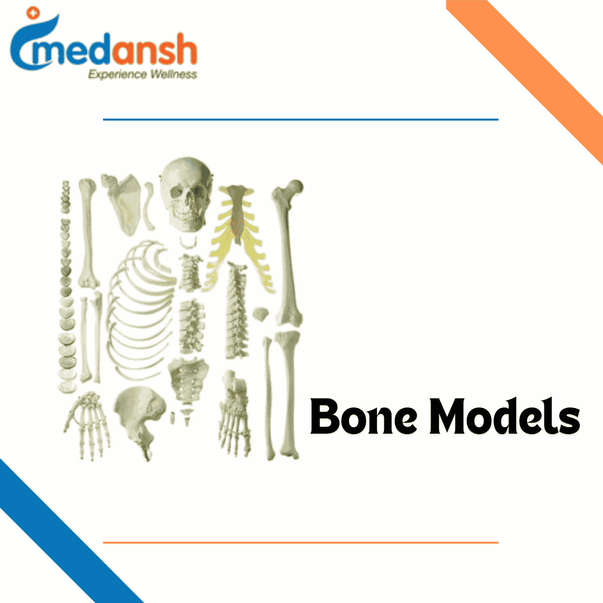 Explore Realistic Bone Models for Training