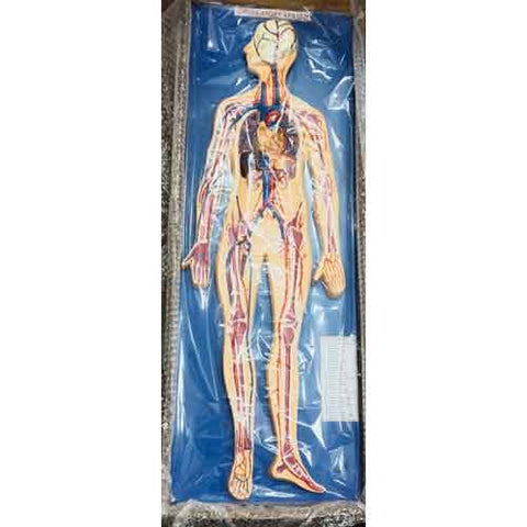 Circulatory System Model